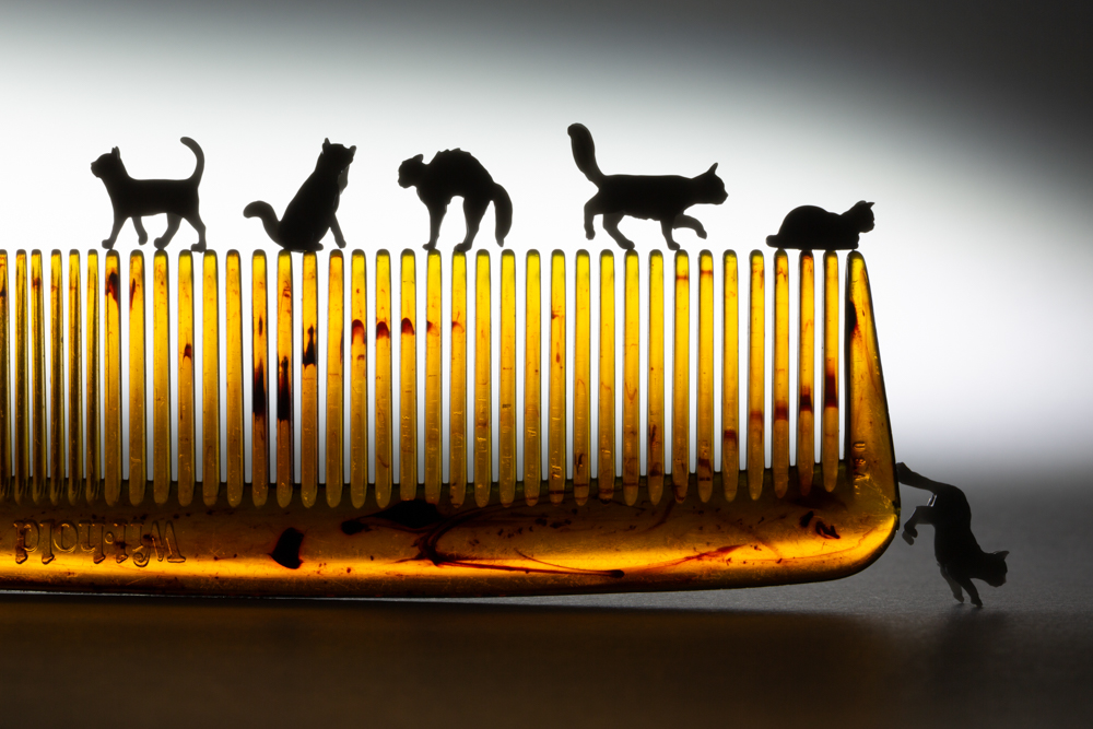 Cat-a-comb — David Gilliver Photography